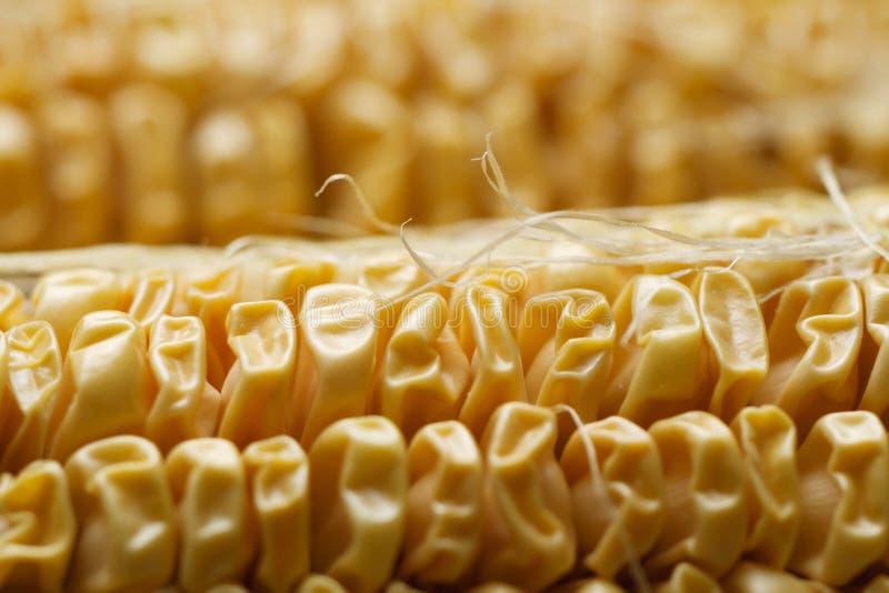 Old corn stock photo. Image of nutrition, table, grain - 44130536