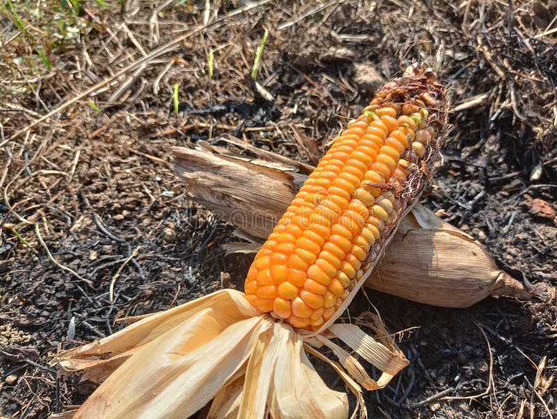 Old Corn Fruit with the Latin Name Zea Mays on the Ground Stock Photo ...