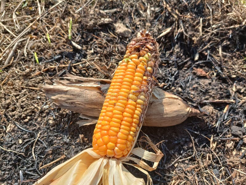 Old Corn Fruit Lying on Burnt Grass on the Ground with the Species Name ...