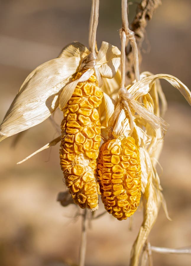 Old corn hanging stock image. Image of dried, cobs, bokeh - 164538249