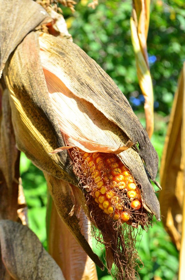 Old corn stock image. Image of leaves, bloom, fields - 34247127