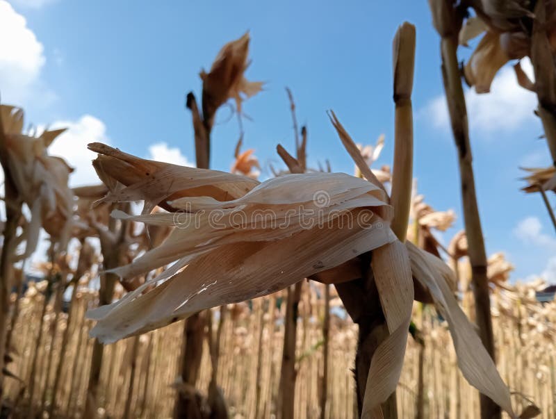 Old Corn Kernels Dried on the Tree for Seed Stock Photo - Image of corn ...
