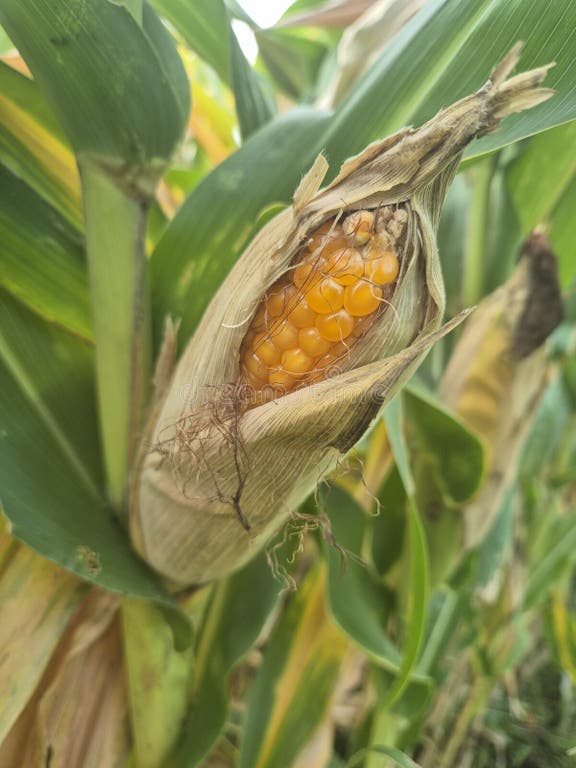 Old corn ready to harvest stock image. Image of corn - 348846285