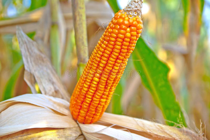 The Old Corn in Thailand, Corn Close Up Stock Image - Image of food ...
