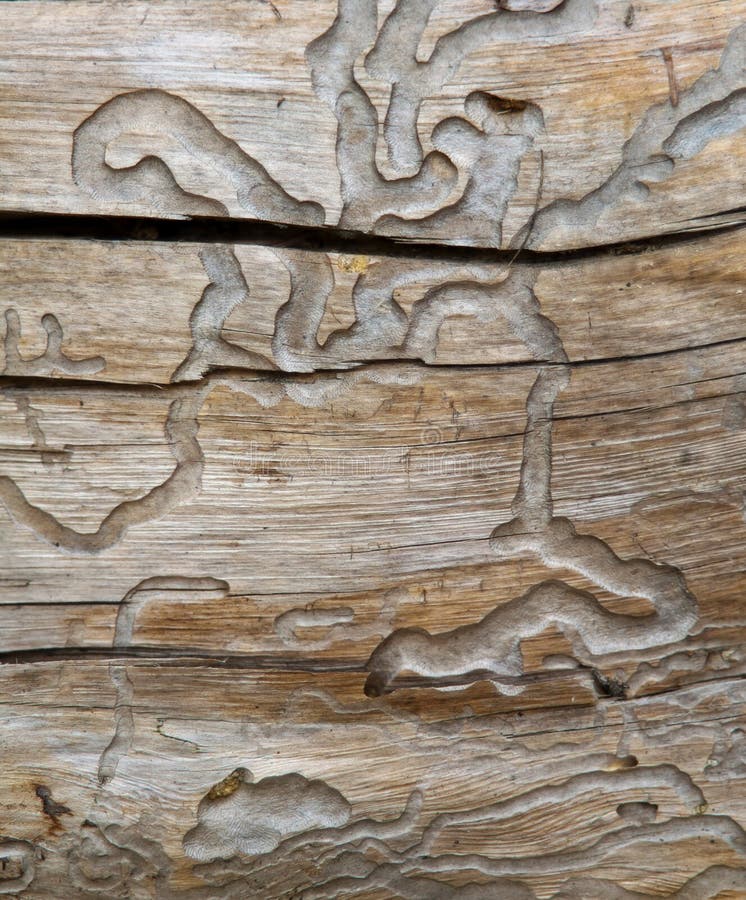 Old and Corroded Tree Trunk Stock Photo - Image of nature, bore: 44847338