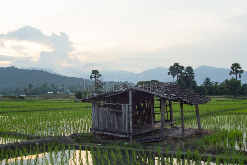 Old Cottage in Green Rice Field Stock Photo - Image of agricultural ...