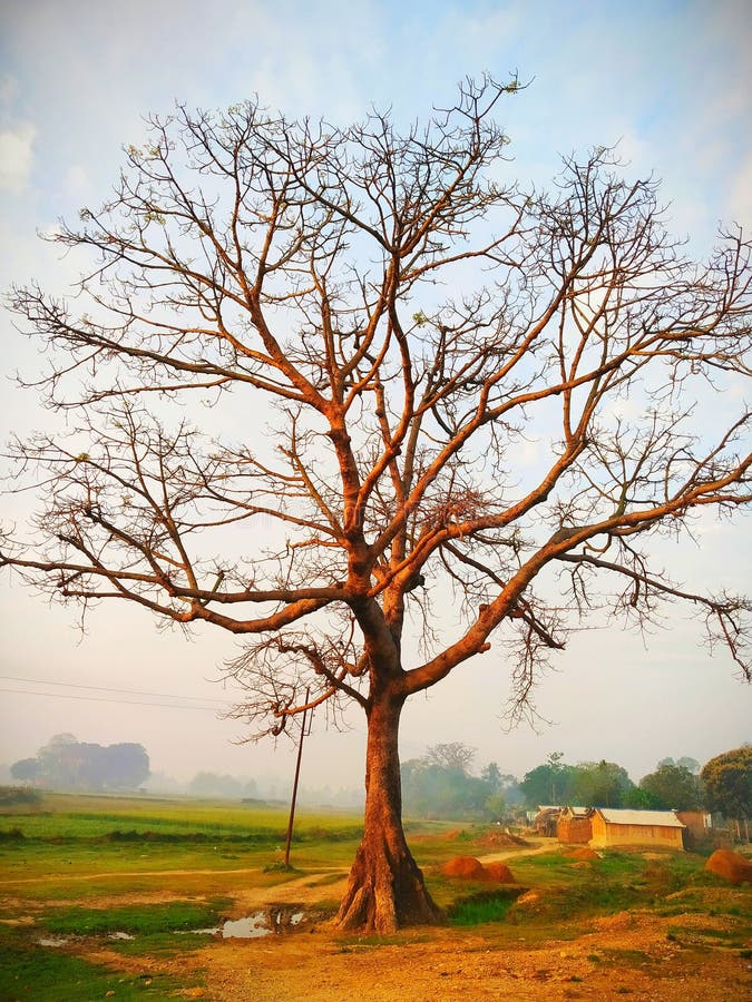 Old cotton tree at Village stock photo. Image of cotton - 175632134