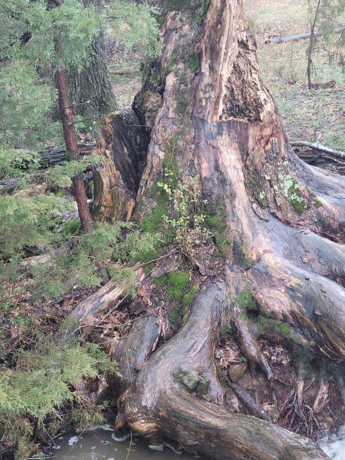 Old Cottonwood Tree Roots in a Creek Stock Photo - Image of rock ...