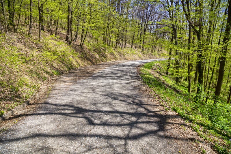 Old Country Asphalt Road with Tree Tunnel Stock Image - Image of ...