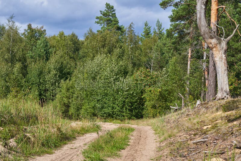 Old Country Dirt Road in the Middle of the Forest Stock Image - Image ...