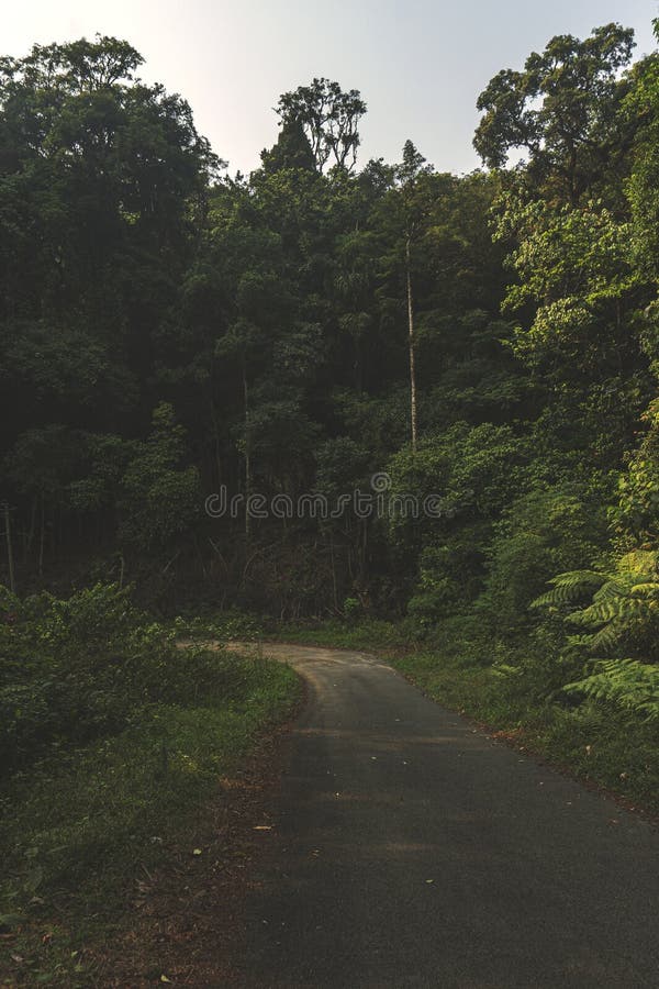 Old Country Road through Forest in Summer Stock Photo - Image of ...