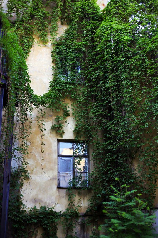 Courtyard with Ivy on the Wall Stock Photo - Image of green, church ...