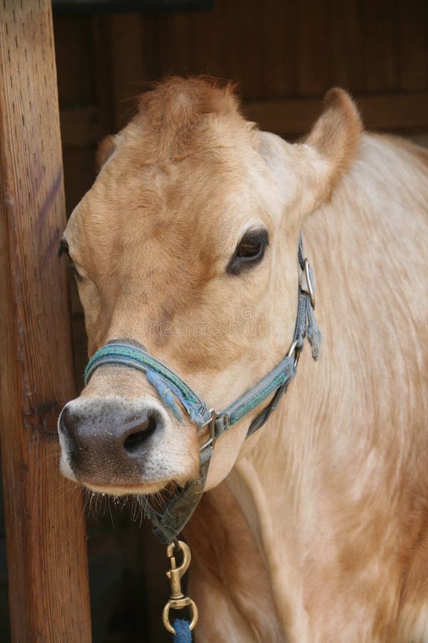 Old Cow stock image. Image of animal, graze, blue, country - 2240967