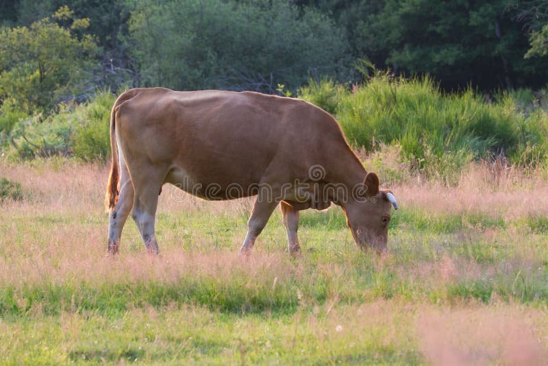Old cow stock photo. Image of cattle, beats, belgium - 35454622