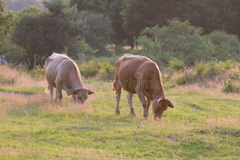 Old cow 2 stock photo. Image of grass, bull, ruminate - 35454760