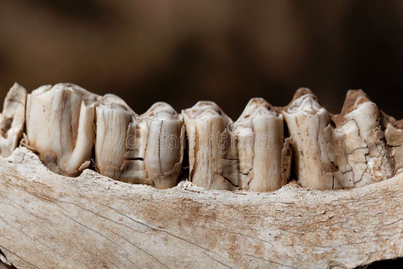 223 Tooth Cow Stock Photos - Free & Royalty-Free Stock Photos from ...