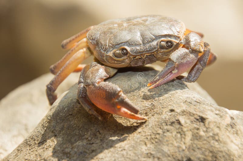 Old Crab is the Keeper of Clean Water Stock Image - Image of clean ...