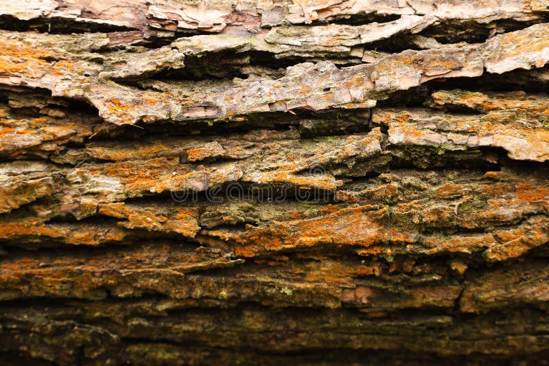 Old Cracked Brown Tree Bark with Orange Color Lichen or Moss. Stock ...