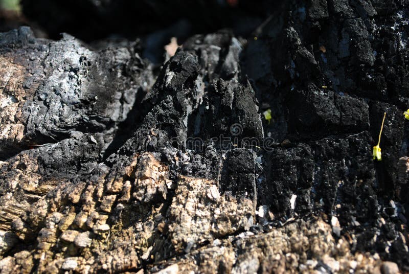 Old Cracked Burned Tree Trunk Texture, Background Stock Image - Image ...