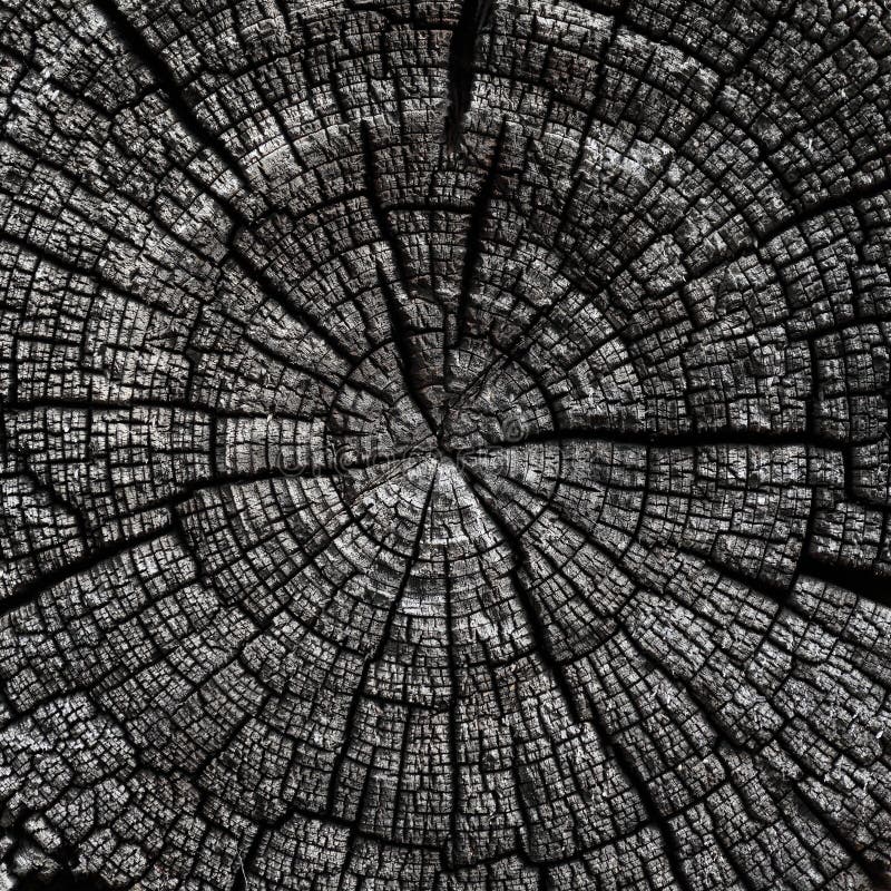 Old Cracked Cut Logs with Annual Rings Stock Image - Image of forest ...