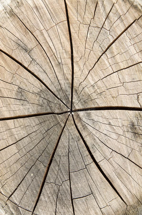 Old cracked log closeup stock image. Image of brown - 140202823