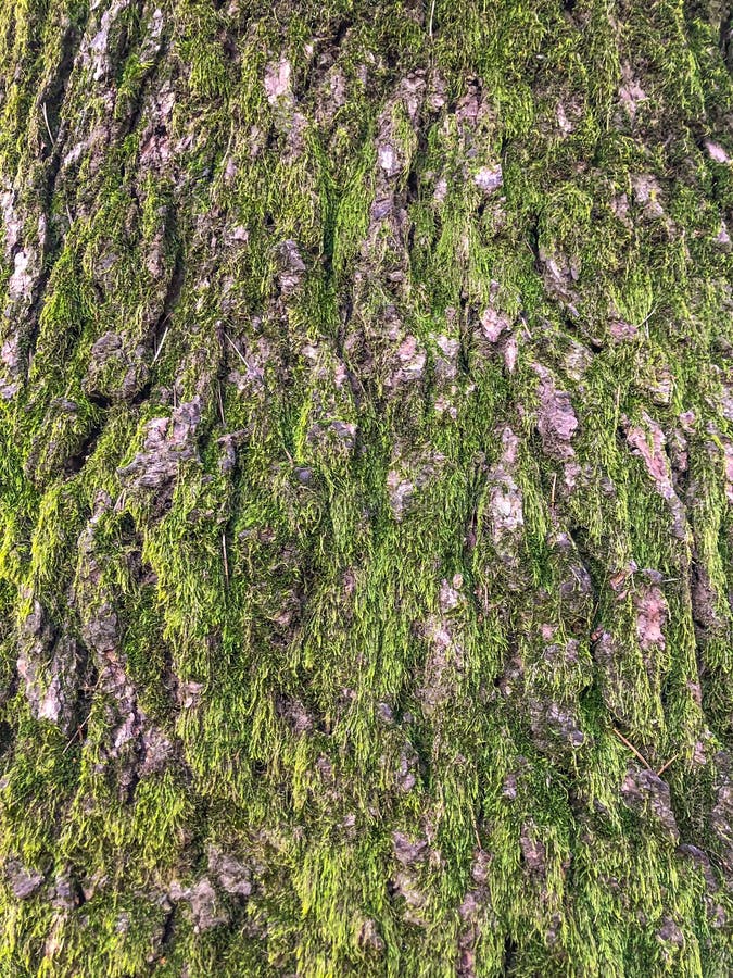 Old Cracked Mossy Tree Bark Texture with Green Plant Stock Photo ...