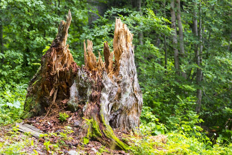 Old Cracked Stump in the Wild Forest Stock Photo - Image of textured ...