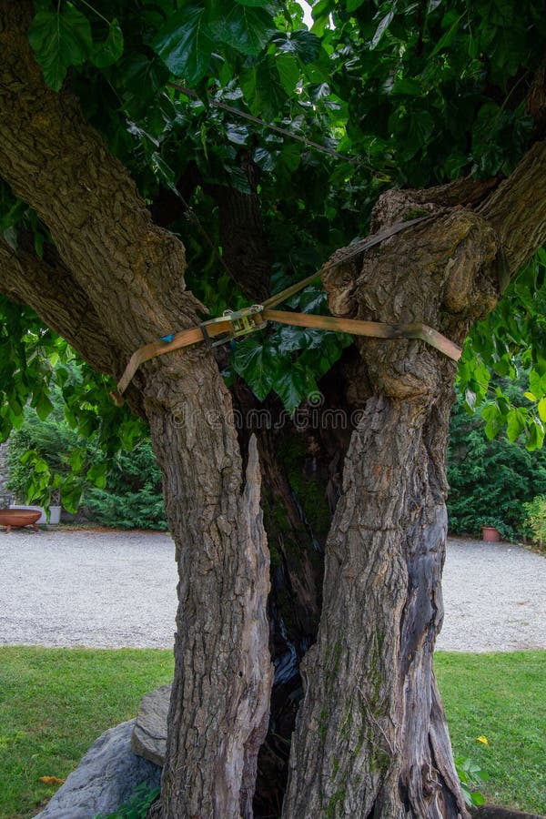 Old Cracked Tree Trunk Textured, Sawed Section Top View, Cracked From ...