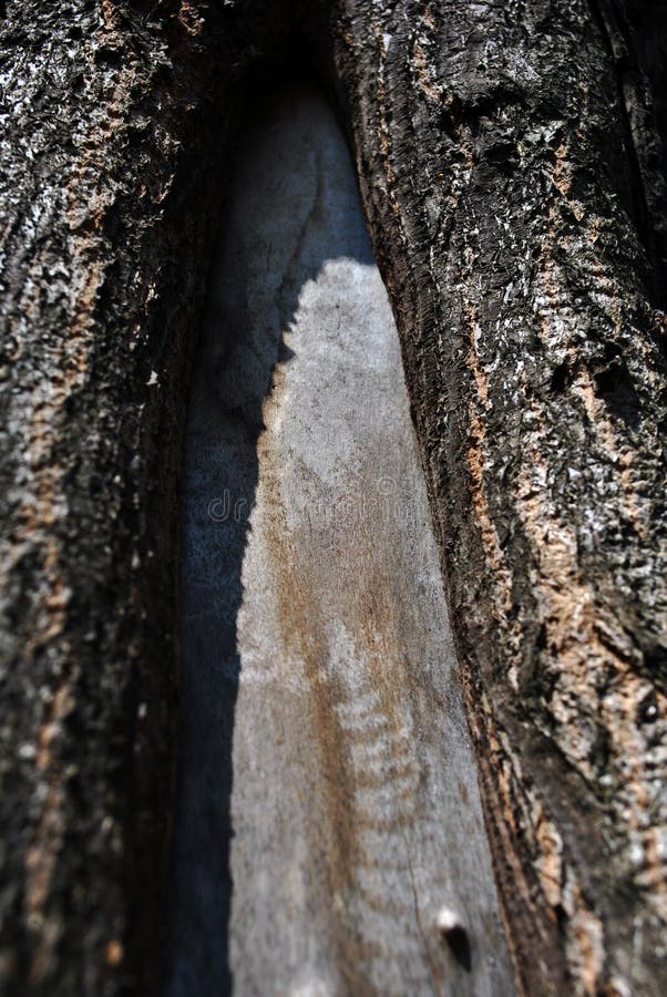 Old Cracked Tree Trunk Textured, Sawed Section Top View, Cracked from ...