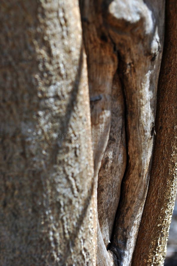 Old Cracked Tree Trunk Textured, Sawed Section Top View, Cracked from ...