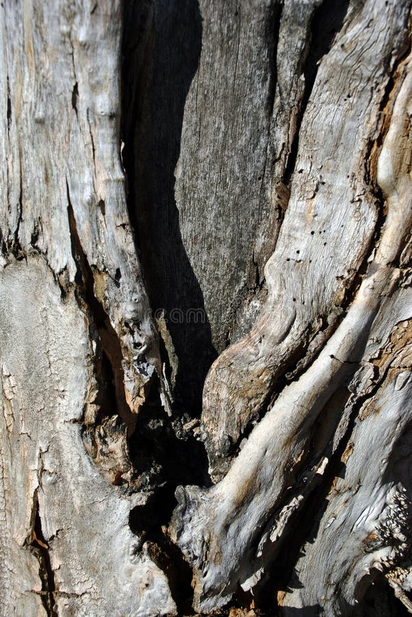 Old Cracked Tree Trunk Textured, Sawed Section Top View, Cracked from ...