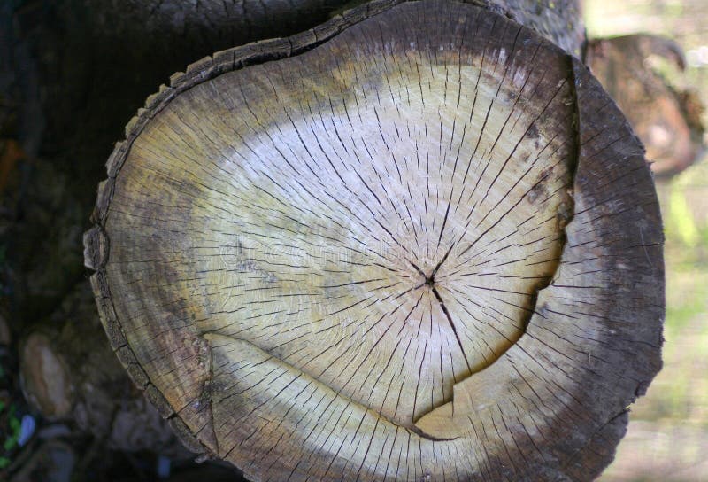 Wood log stock photo. Image of trunk, autumn, fungus - 277406422