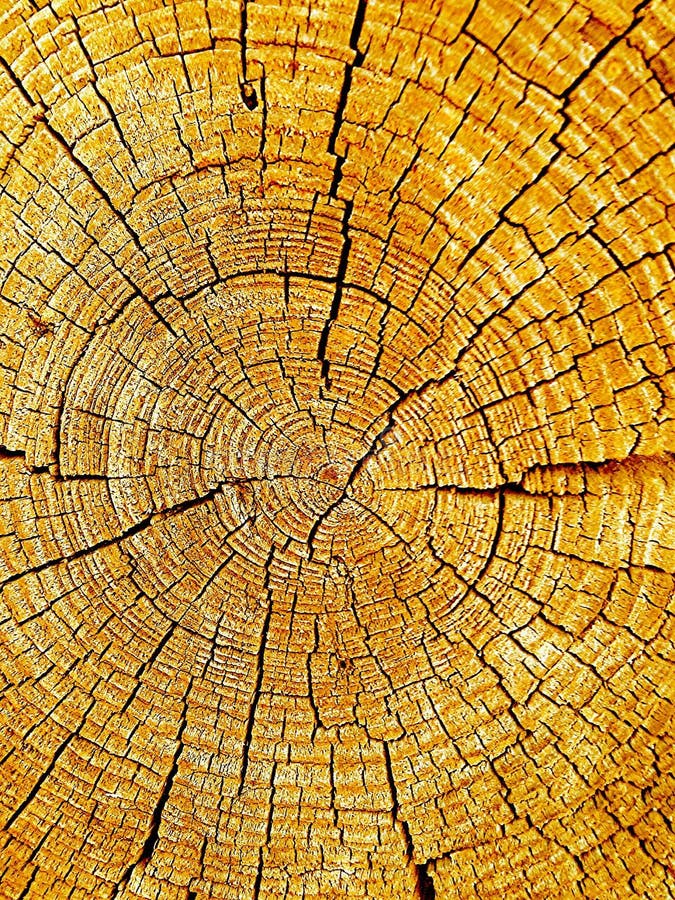 An old cracked wood stock photo. Image of wood, cracked - 176301926