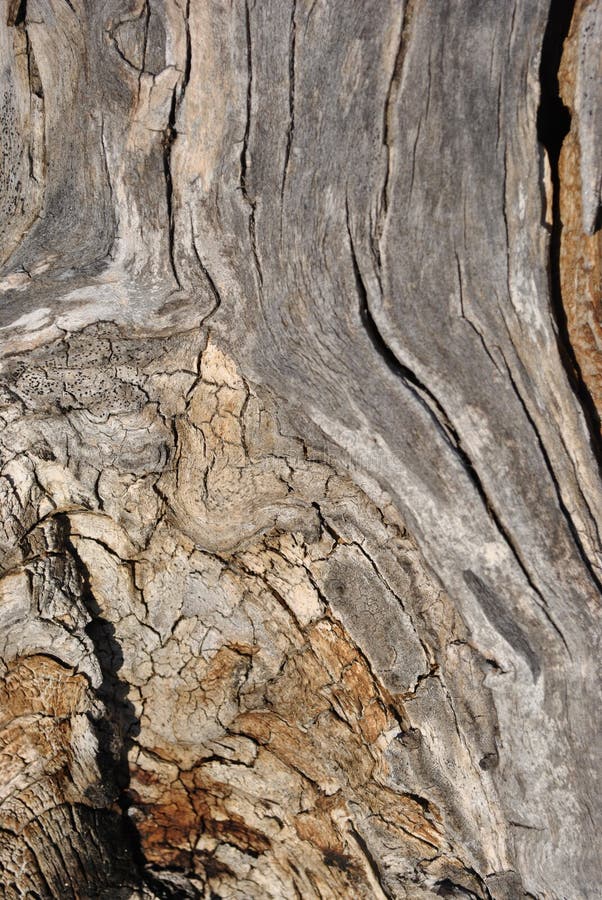 Old Cracks Wavy Lines in Tree Trunk Textured, Blurry Background Stock ...