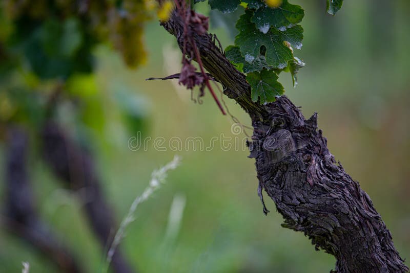 Old Cragged Bark of a Grapevine with Green Leaves in Front of a Blurry ...
