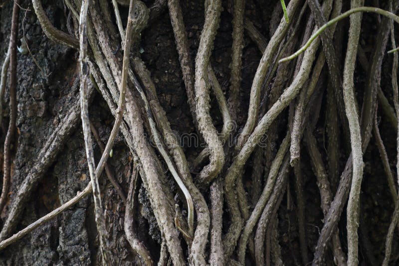 Old Creepy Tree Branches and Roots Tangled. Stock Photo - Image of ...