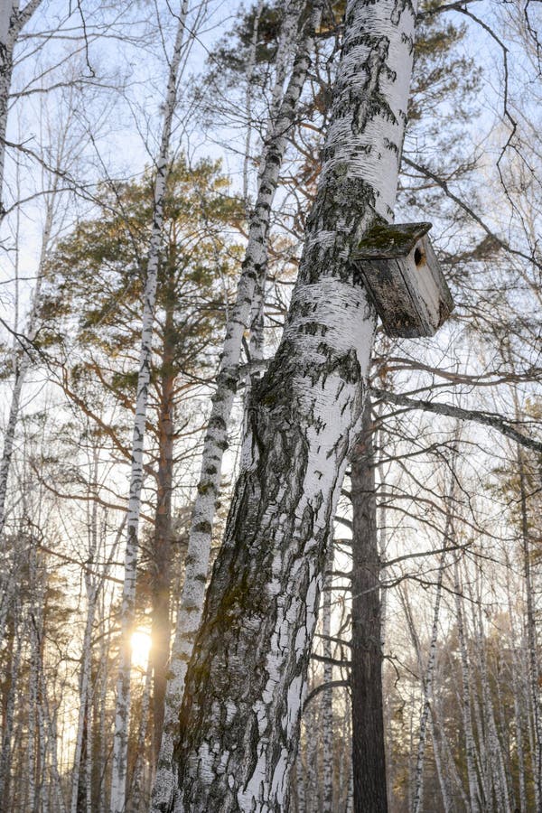 An Old Crooked Birdhouse Covered with Moss on a Birch Tree Stock Photo ...