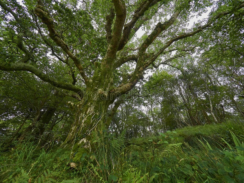 Old Crooked Tree in Lush and Green Dense Forest Stock Image - Image of ...