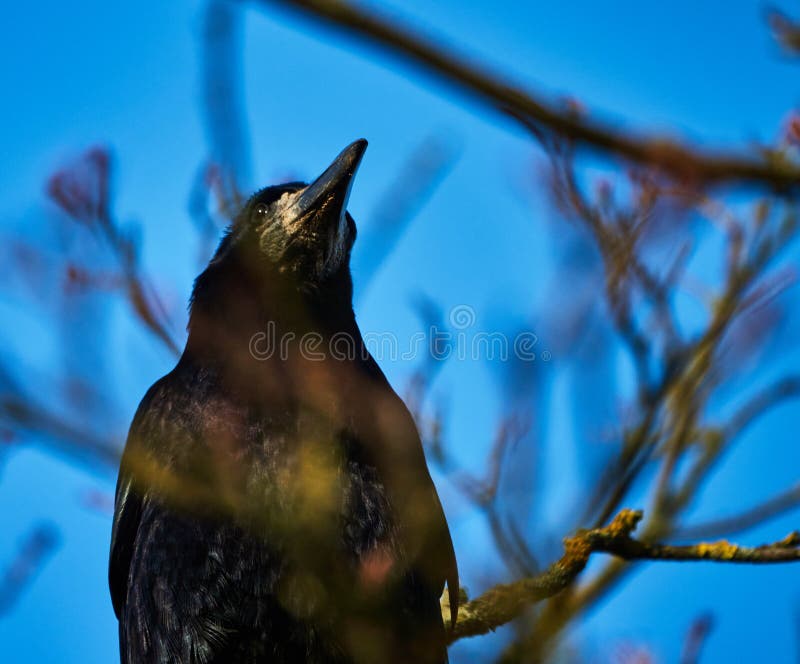 Old Crow Behind Branches in a Tree in Front of a Blue Sky Stock Photo ...