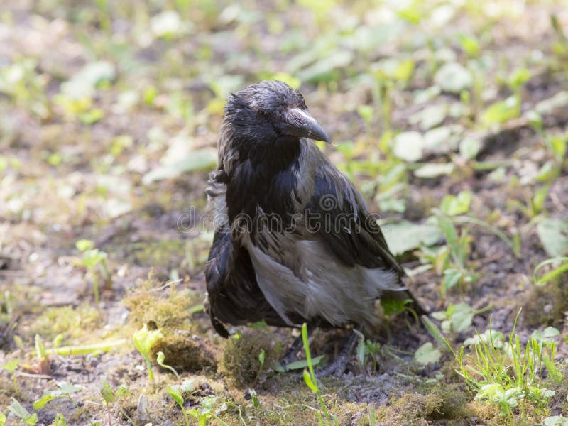 Old crow stock photo. Image of wildlife, color, outdoors - 43155254