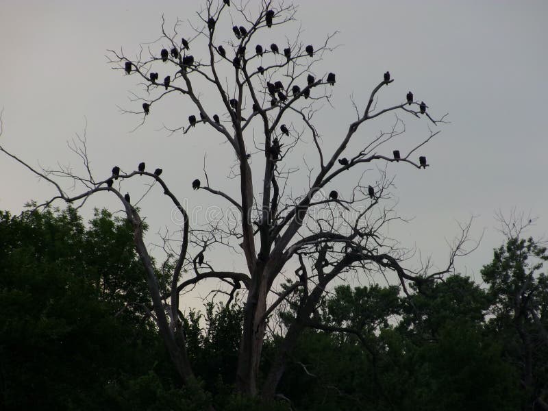 Old Crow stock image. Image of wood, blue, pattern, birds - 89388049