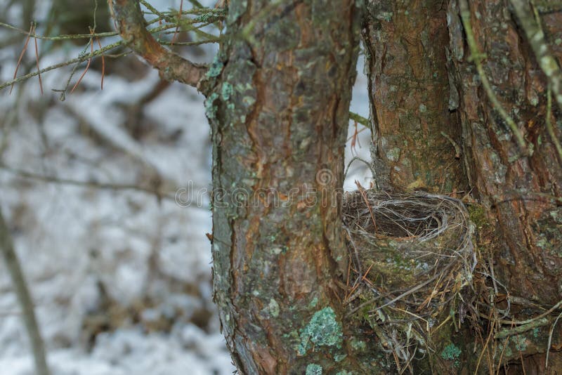 Old Cup Nest of Small Passerine Bird during Early Spring Stock Image ...