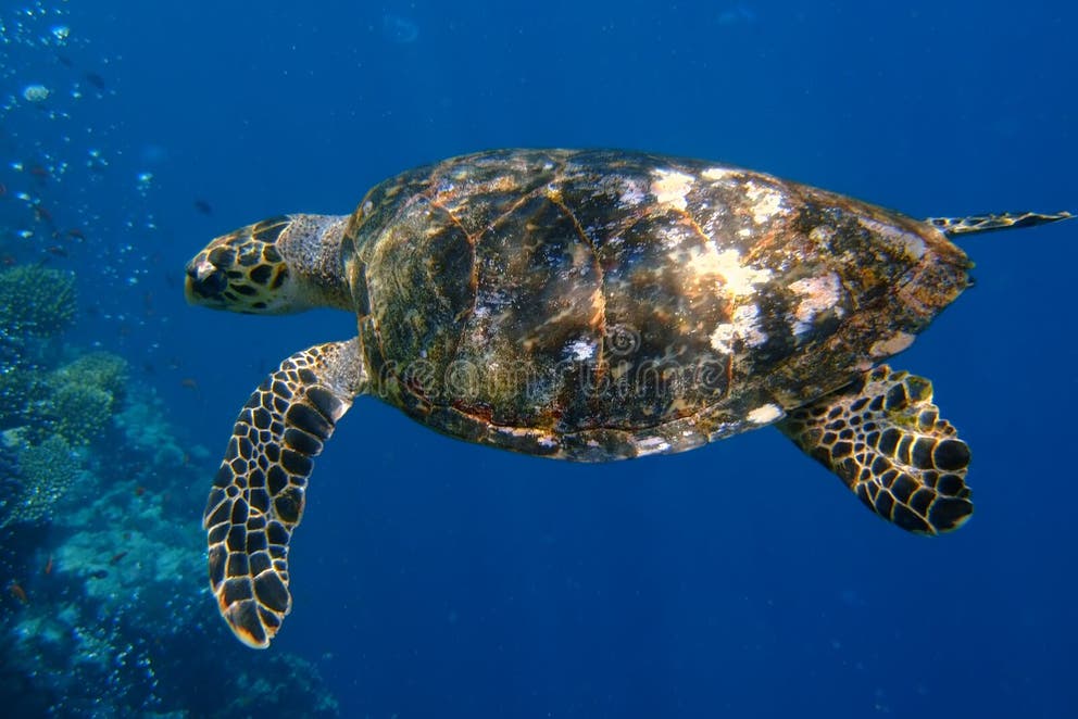Old and curious turtle stock photo. Image of blue, breath - 4752296