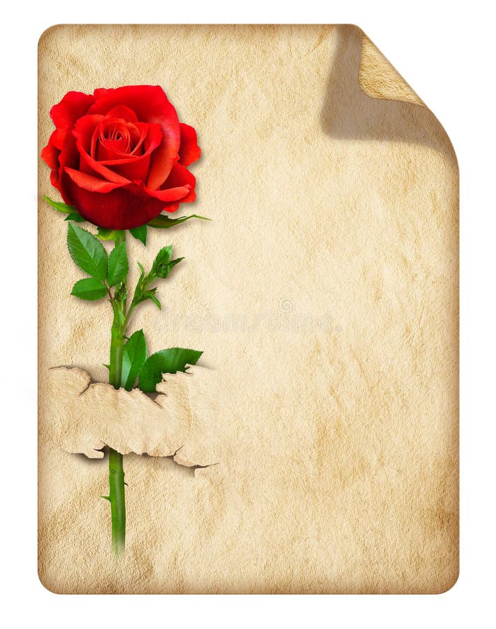 Old Curly Paper with Red Rose Stock Photo - Image of backdrop, label ...