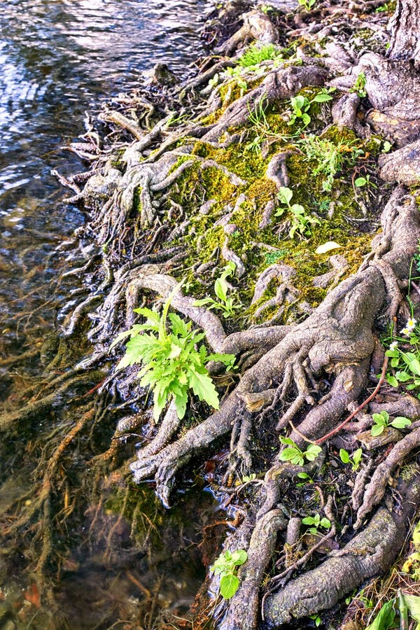 Old Curved Tree Roots that Protrude from the Bank into the Water Stock ...
