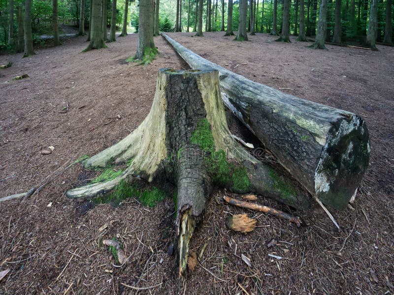 Old cut down pinetree stock photo. Image of brown, floor - 101808072