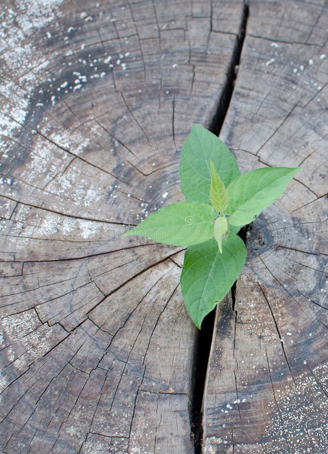 Old Cut Down Tree and a Strong Seedling Growing Stock Photo - Image of ...