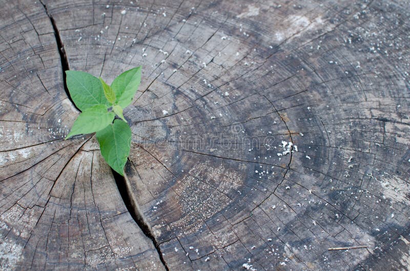 Old Cut Down Tree and a Strong Seedling Growing Stock Image - Image of ...