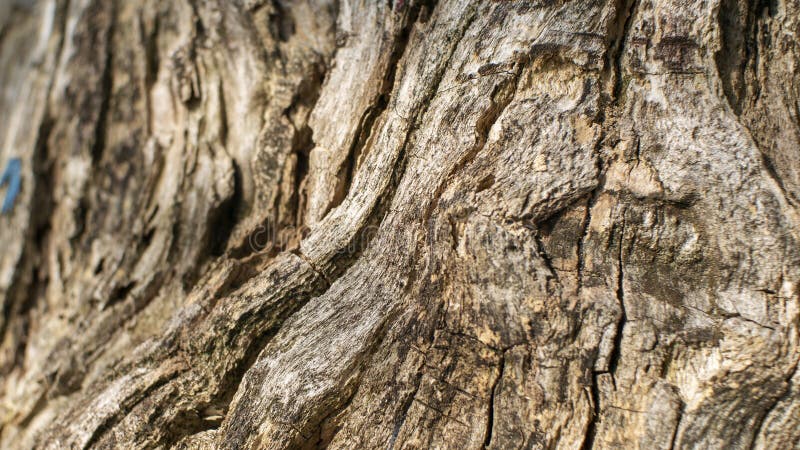 Old Cut Down Tree Trunk Texture Stock Image - Image of surface, cracked ...