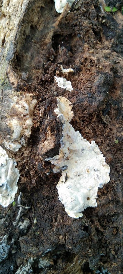 103 Cut Mango Tree Trunk Stock Photos - Free & Royalty-Free Stock ...